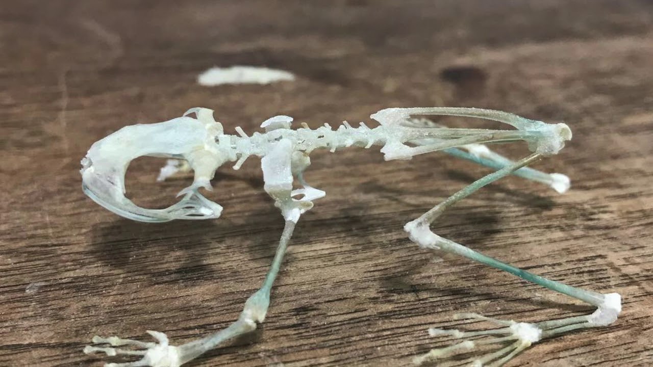 Cuban Tree Frog Skeletal Assembly - YouTube