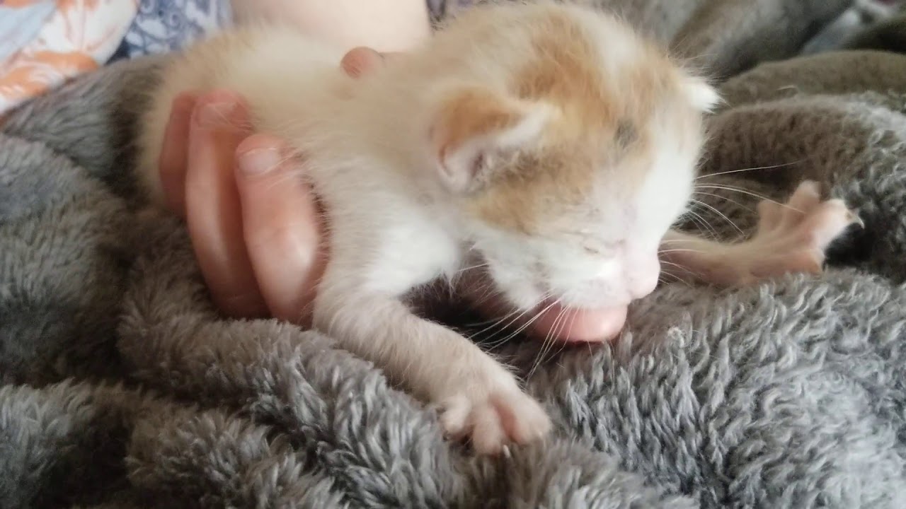 Kitten nursing on my finger - YouTube