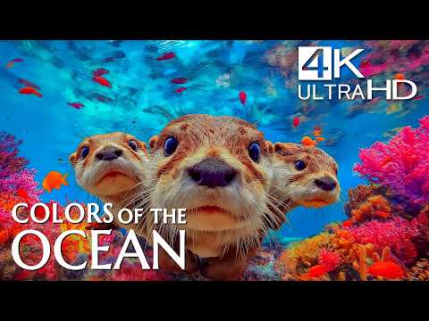 Canlı Dəniz Həyatını 4K ULTRA HD 🐟 Gözəl Tropik Balıqları və Yuxu üçün Sakitləşdirici Piano Musiqis
