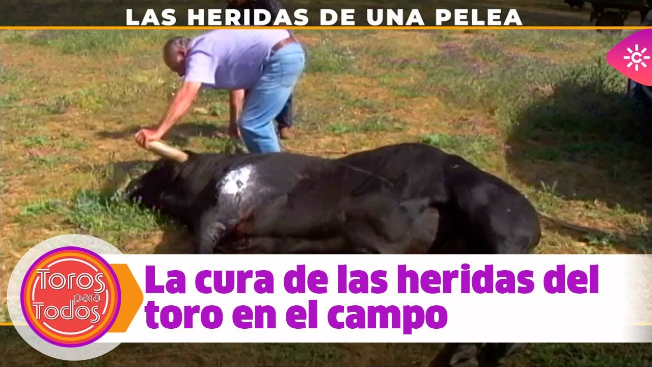 Toros para todos |Cura a un toro herido en una tremenda pelea en la ...