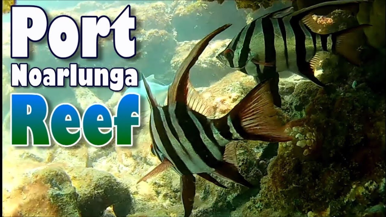 Port Noarlunga Reef - YouTube