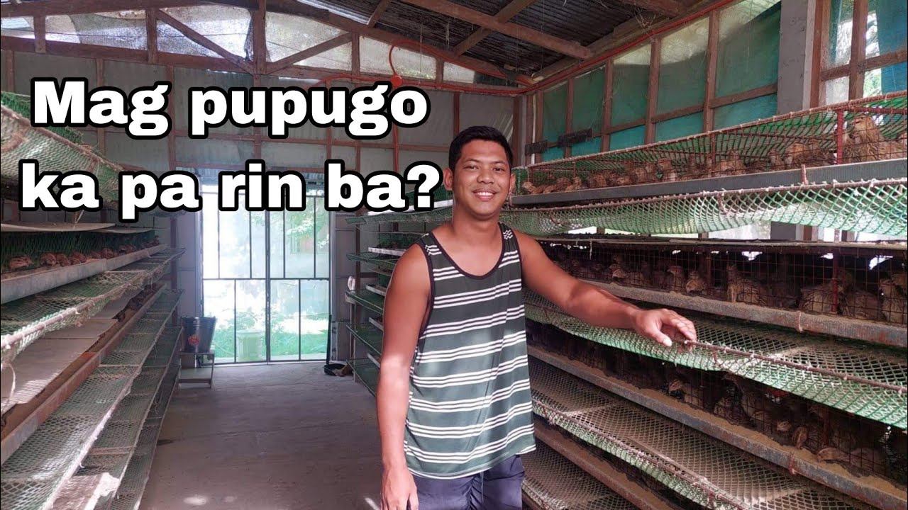 Quail Farming | Mag pupugo ka pa rin ba, sa kabila ng sinasabi nila ...