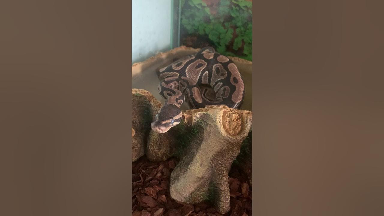 PYTHON royal faze de mue - YouTube