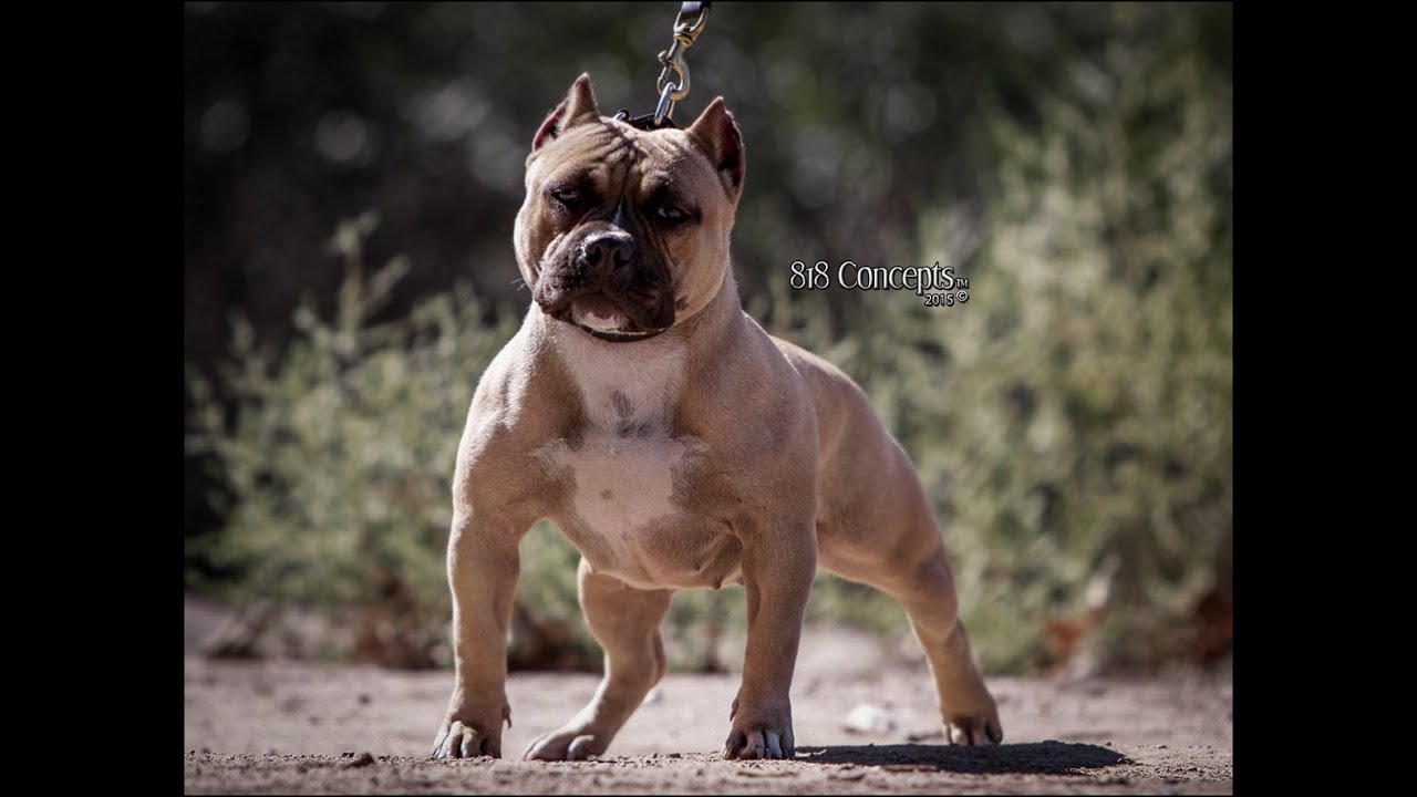 American Bully adult female available - Available 2015 - YouTube
