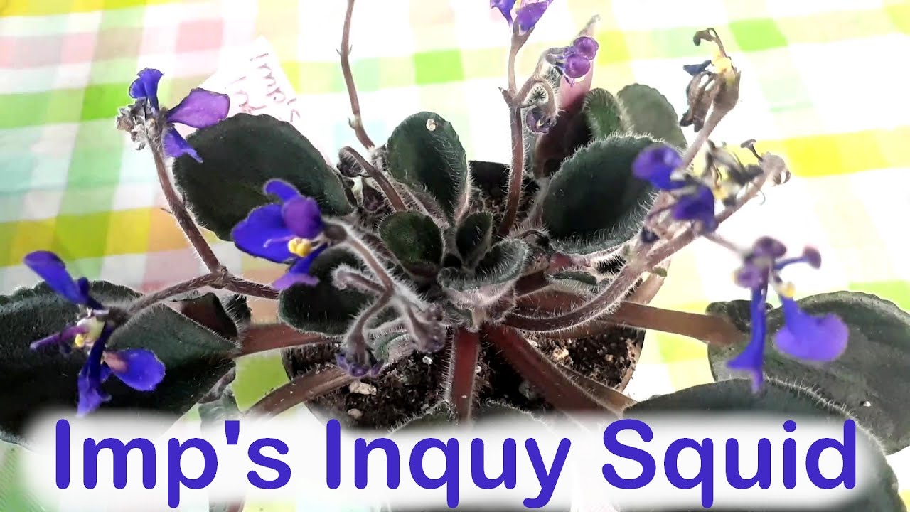 Imp's Inky Squid, African violet bloom of the day. Violette africaine ...