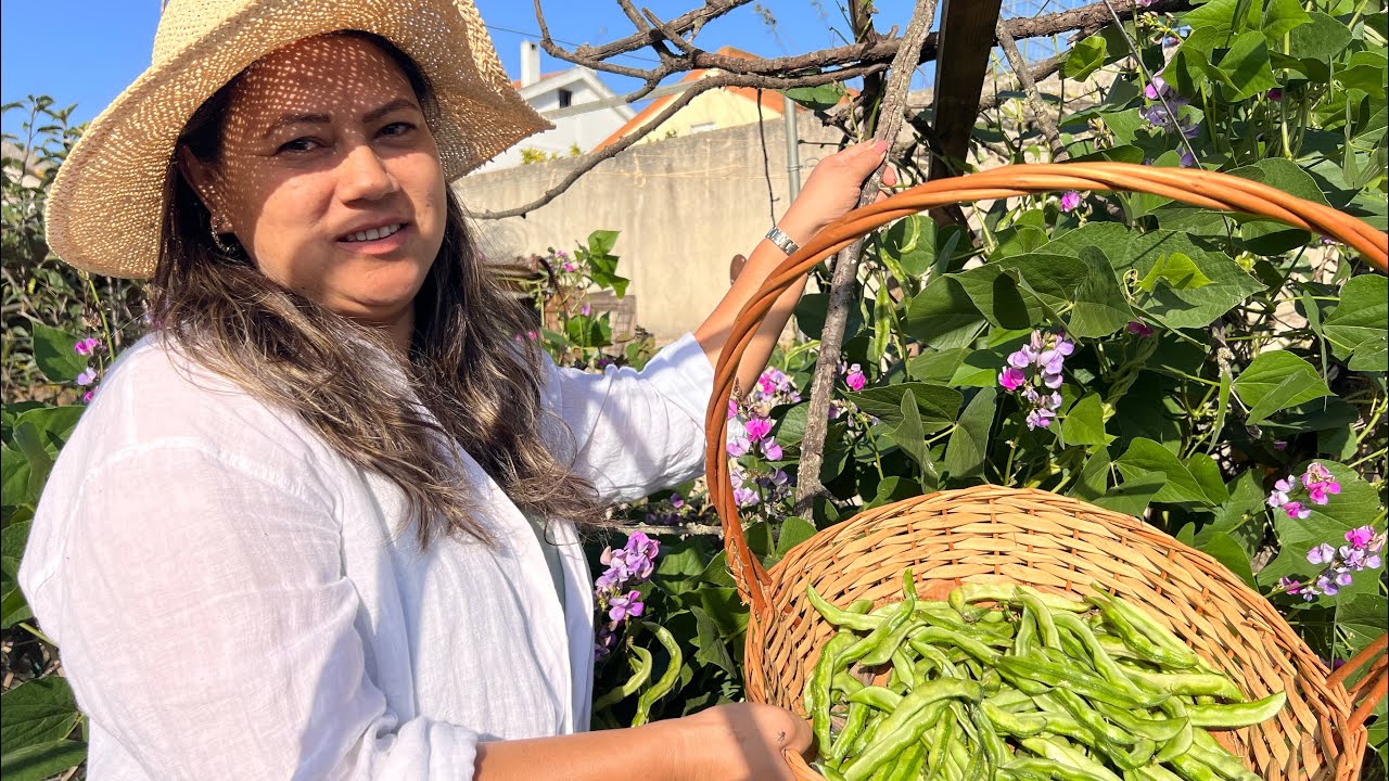 First time beans (simi) harvest in our farm - YouTube