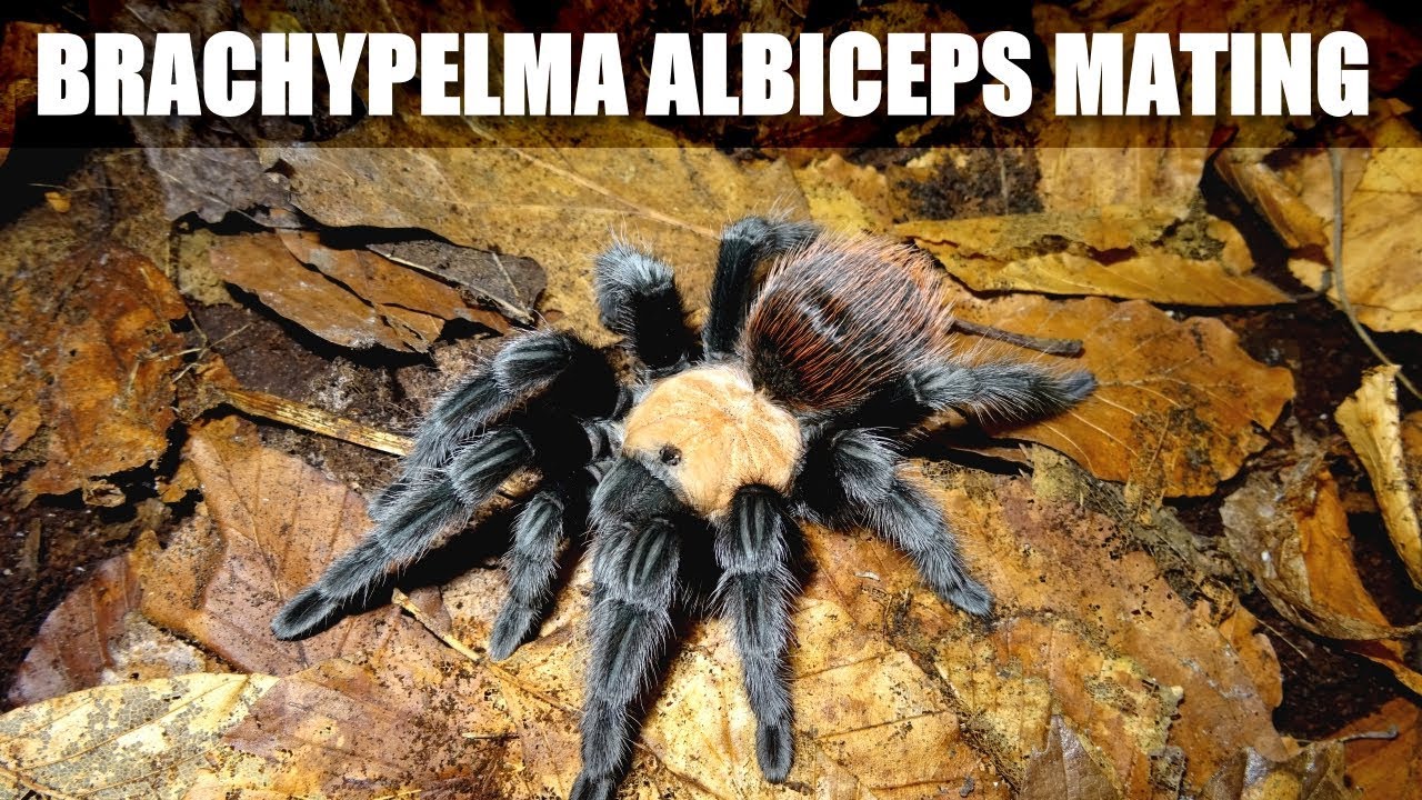 Brachypelma albiceps pairing - YouTube