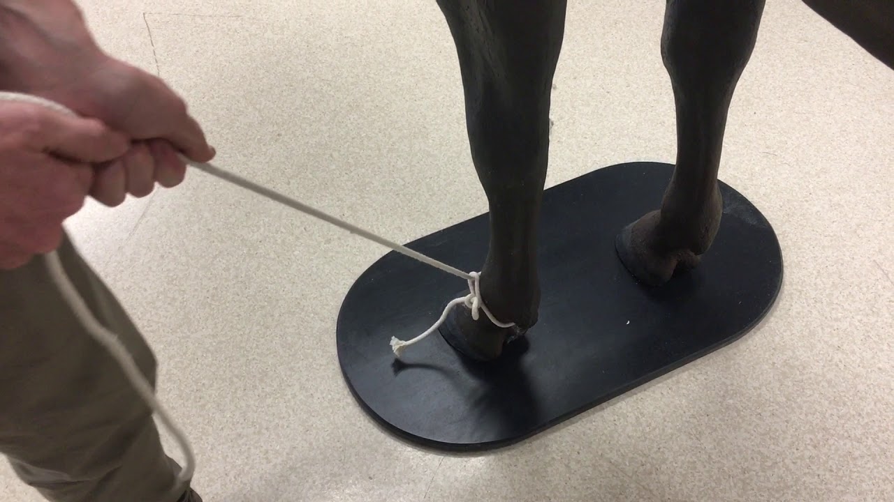 The leg lift in cattle - YouTube