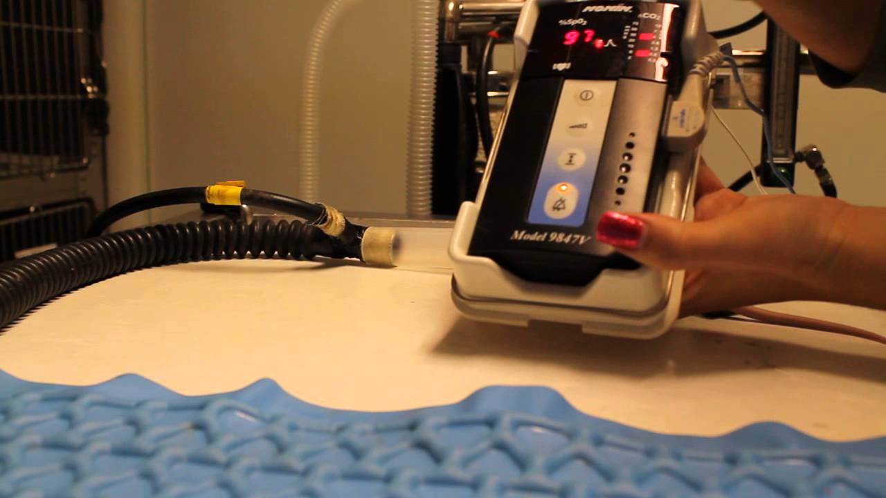 Rat anesthesia 2 - YouTube