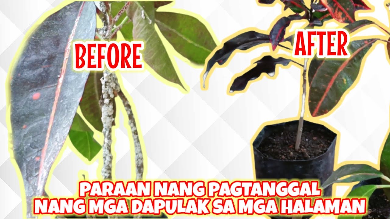 Paraan nang pagtanggal ng Dapulak sa mga halaman - YouTube