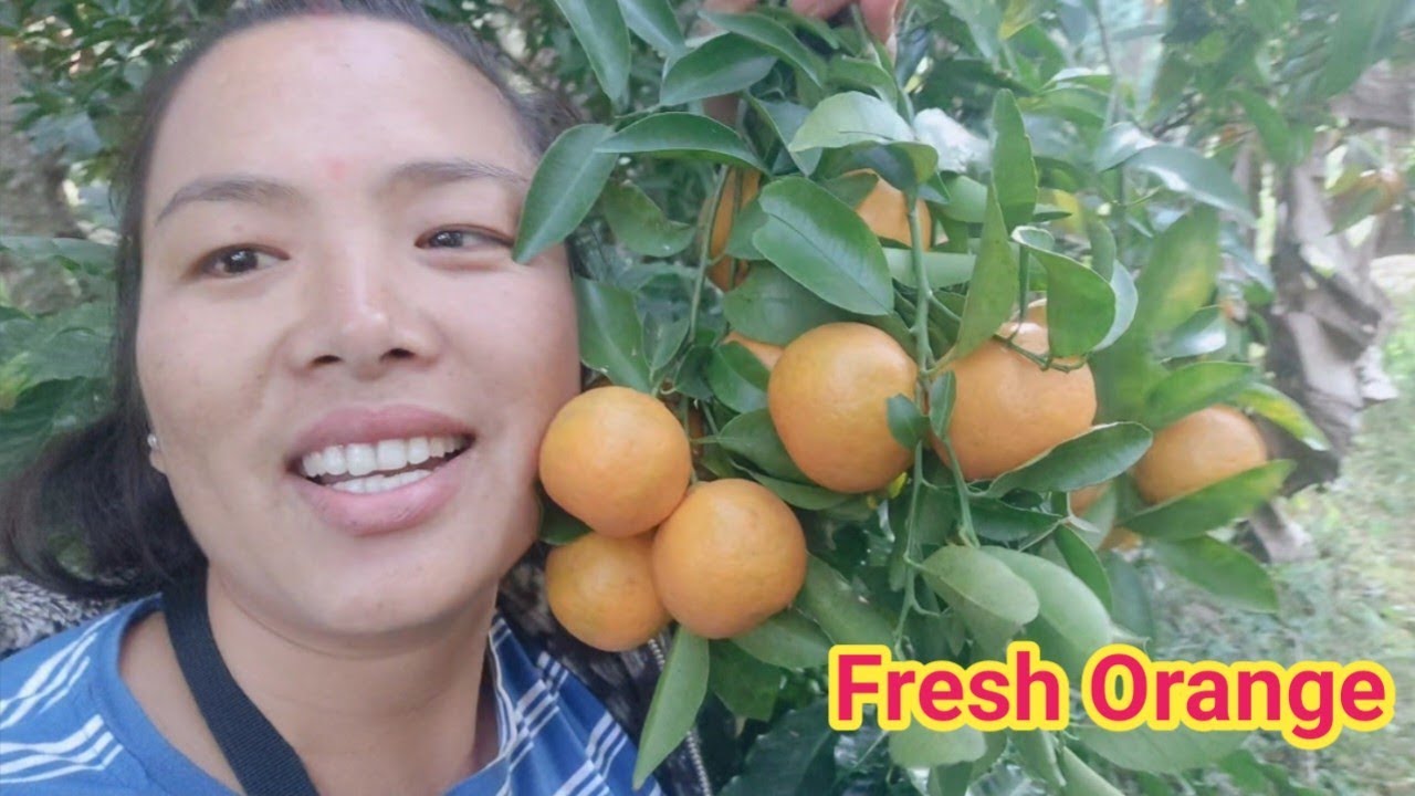 Orange 🍊 Farming in Nepali village॥ Fresh Orange Vlog - YouTube