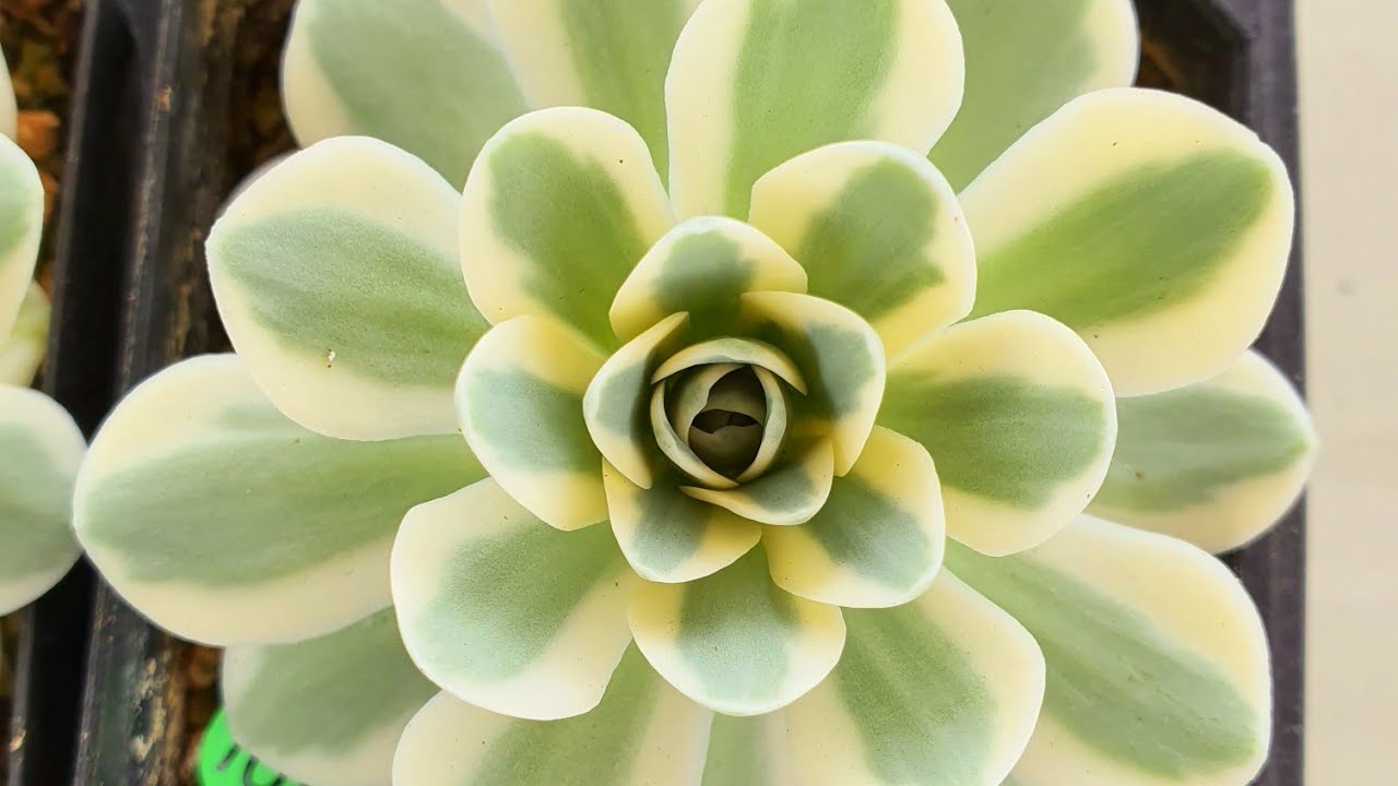 Orostachys iwarenge f. variegata "Fuji" 🌵how to buy rare Korean ...