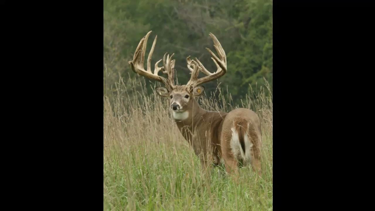 Big Rack White Tail Deer #animal - YouTube