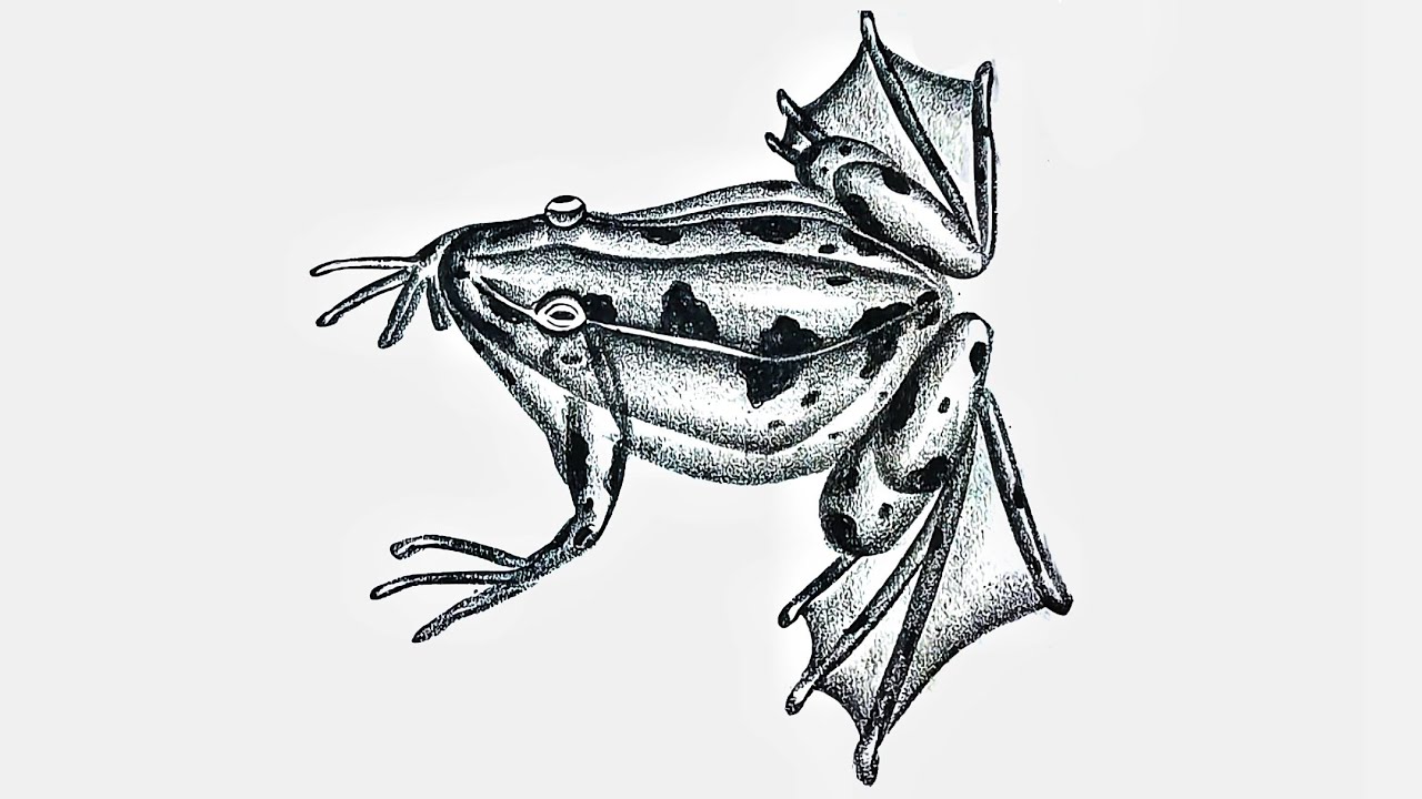 Forg Drawing | Easy art step by step | #art #frog - YouTube