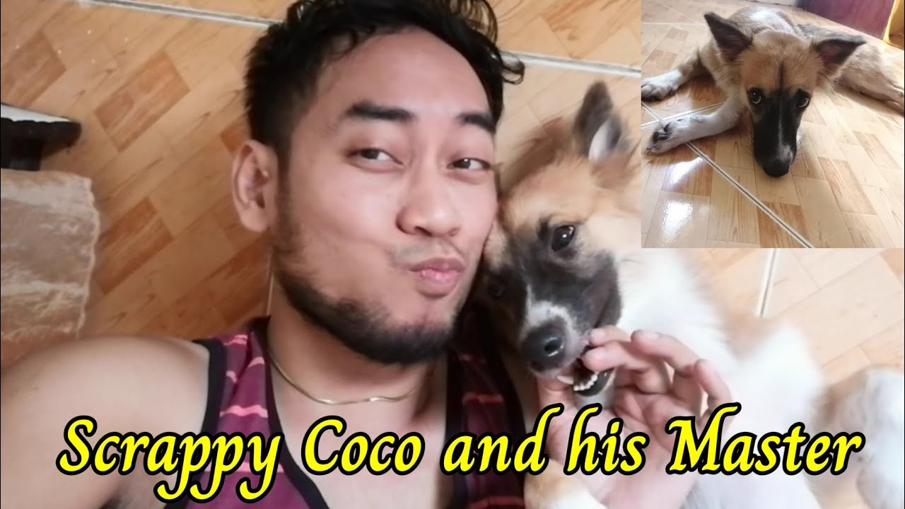 Scrappy Coco and his Master (Sir Meo Vlog) Dog is really man's bestfriend - YouTube