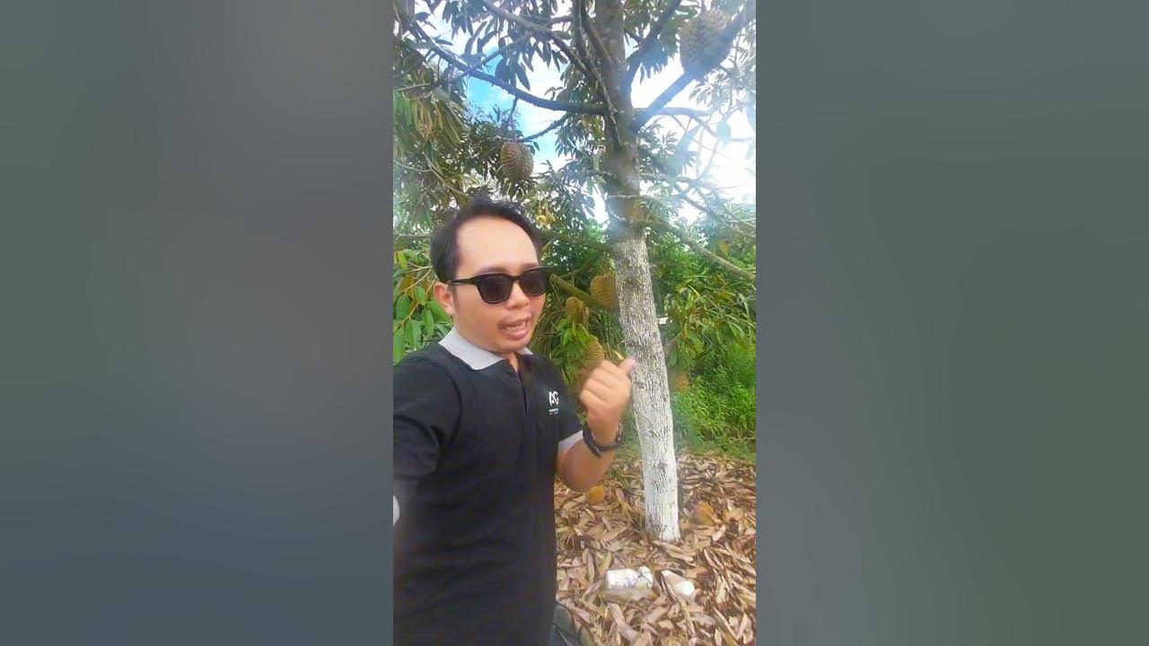 DEMAM PROMO #pupukkilat #pertanian #petani #durian #indonesia #shorts #promo #2024 - YouTube