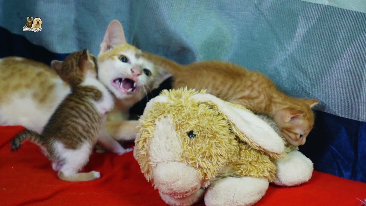 Baby kittens angry cat that annoying them too much, they want to bite ...