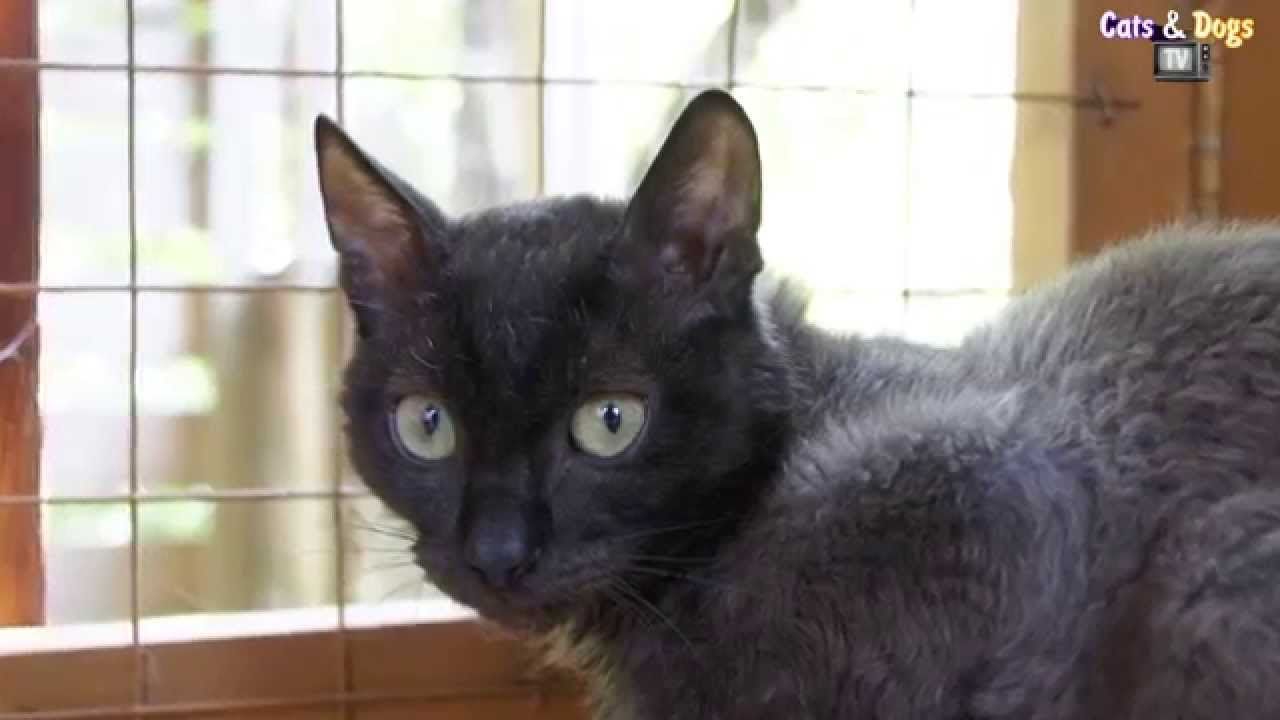 Cats&DogsTV- УДИВИТЕЛЬНЫЙ МИР КОШЕК - УРАЛЬСКИЙ РЕКС / URAL REX CAT ...