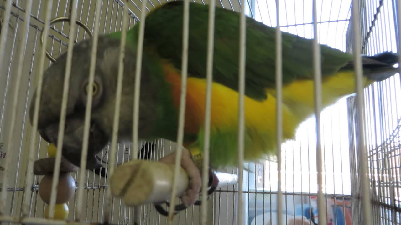 **ADOPTED** Peanut: An Adoptable Bird at the Midldetown Humane Society ...