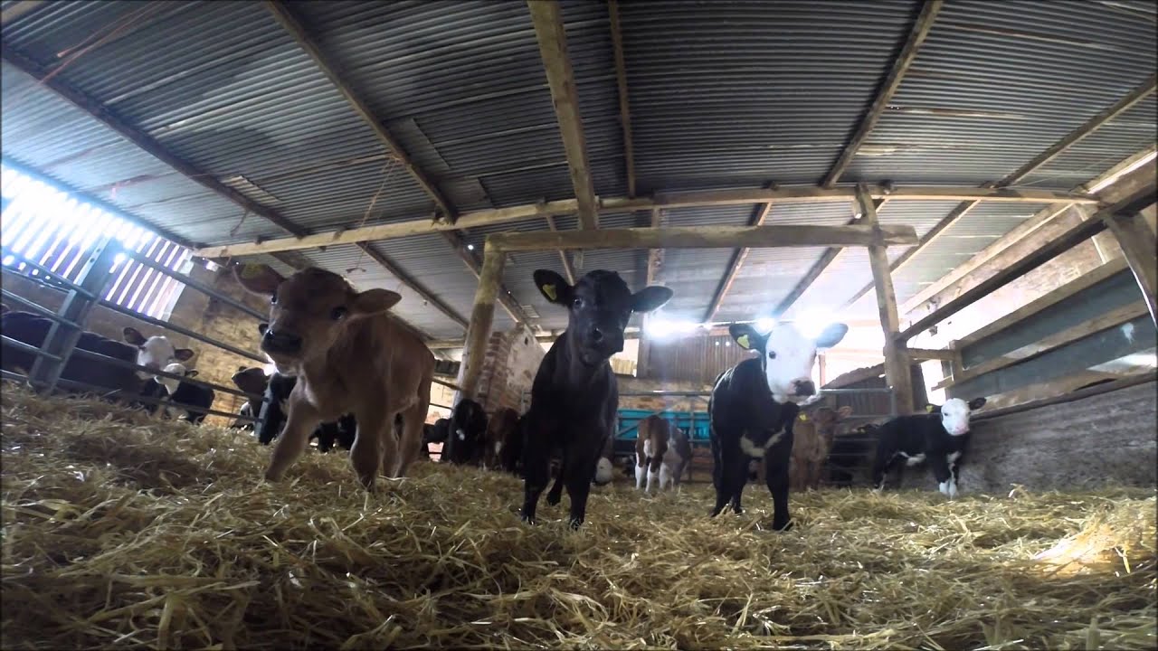 Farm Life - YouTube