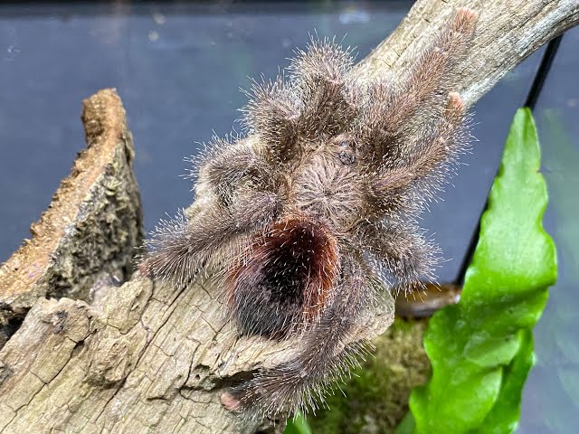 Avicularia Huriana