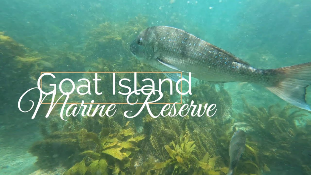 Swimming with Snappers | Goat Island Marine Reserve | Auckland, NZ ...