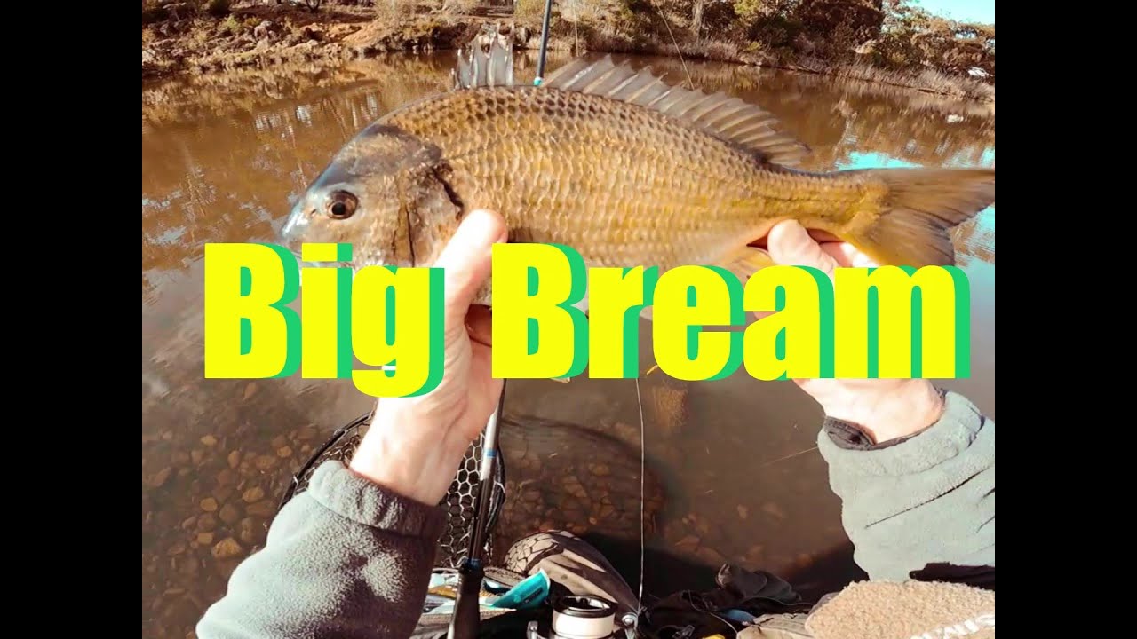 Lure fishing for bream fishing Australia bream lures How to bream fish ...