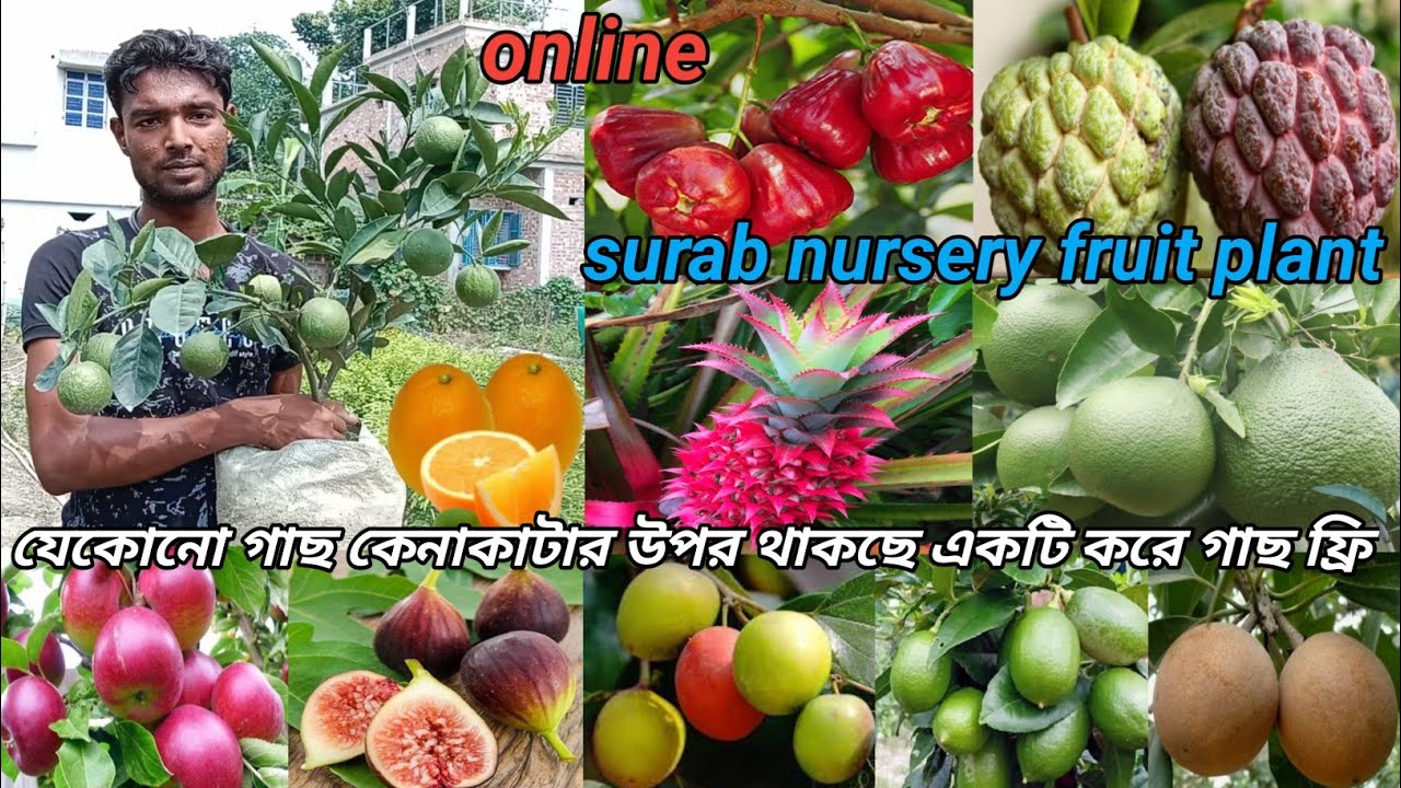 surab nursery মাত্র ২০টাকা থেকে বিদেশি ফলের গাছ কিনুন কলকাতারখুব কাছেই ...