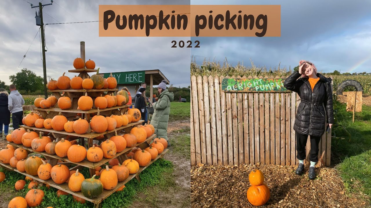 Pumpkin picking in Ireland | spooky season | alright pumpkin | fall ...