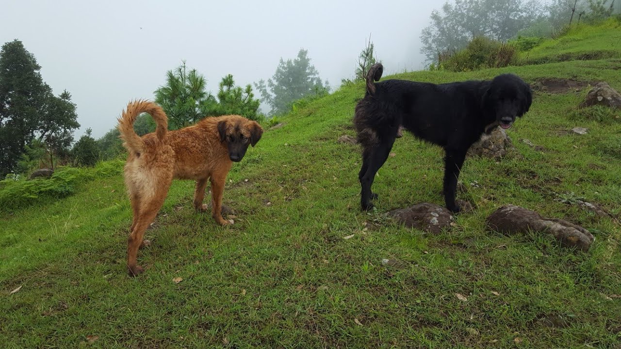 At What Age Is A Bakharwal Dog Full Grown