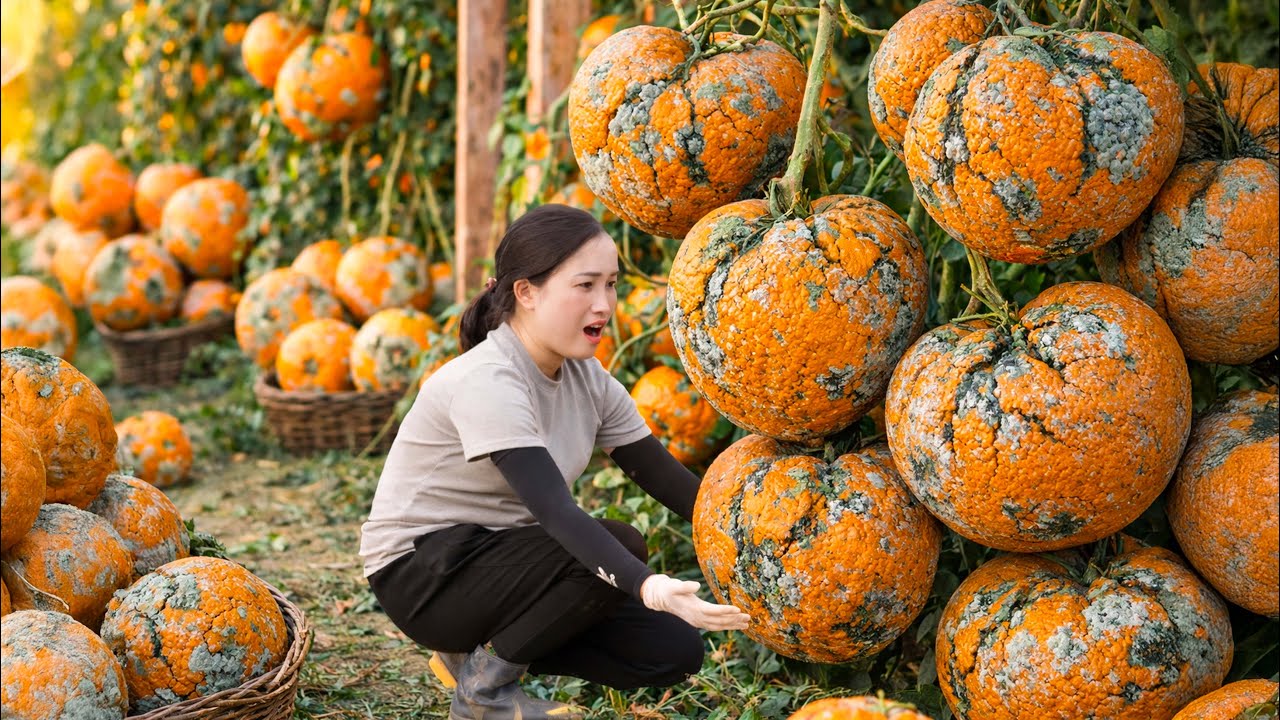 Harvesting GIANT Cracked Oranges | Ancient Village Orange Jam Method ...