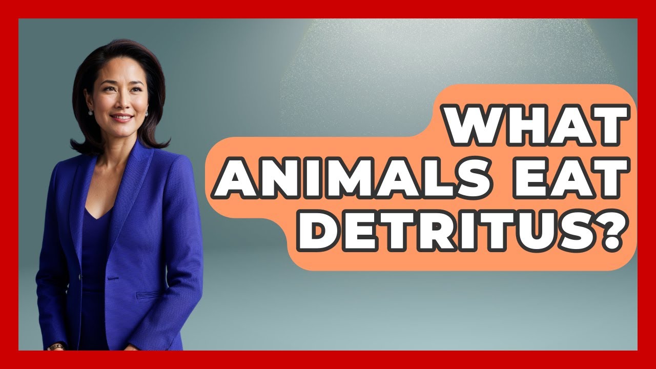 What Animals Eat Detritus? - The Marine Life Explorer - YouTube