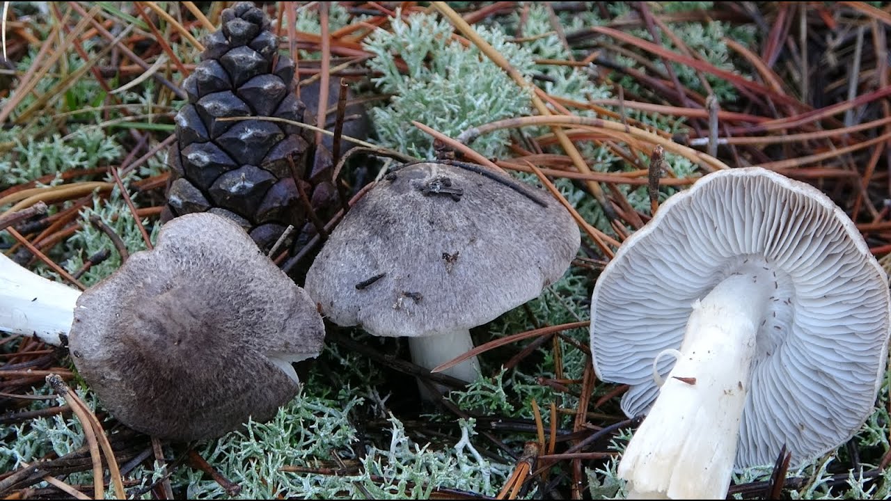 Tricholoma terreum ( Negrilla) - Grey Knight, Fredolic 4k - YouTube