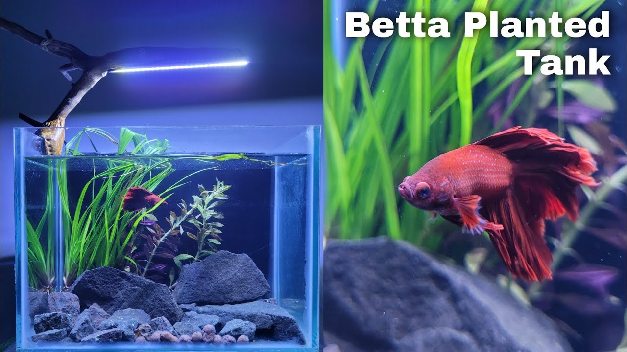 DIY Easy Planted Tank Setup | Ohm Betta Tank - YouTube