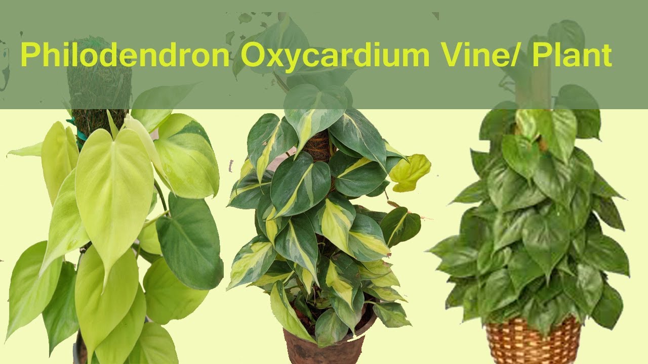 Oxycardium plant || Philodendron Oxycardium plant || Varigated money ...