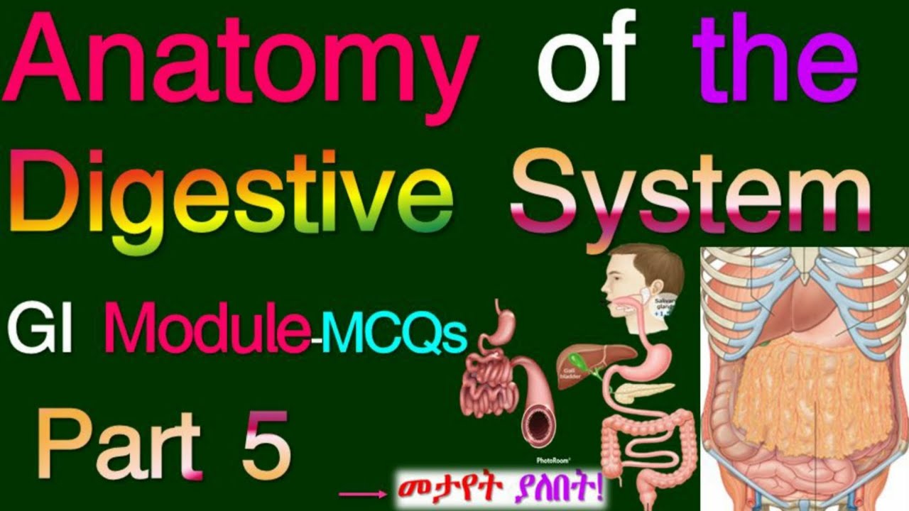 Anatomy of the Digestive System, GI Module with MCQs, Part 5, Based on ...