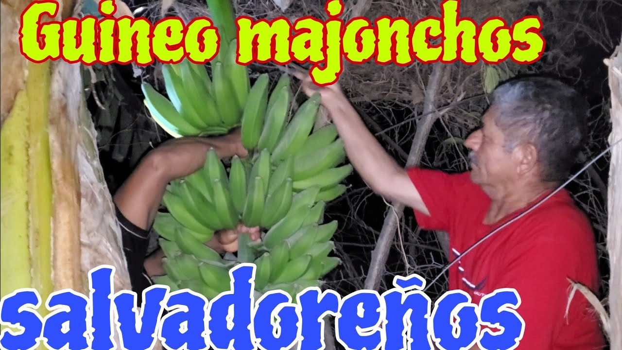 nos fuimos a casa de mi papá ayudar a cortar un gran racimo de guineo ...
