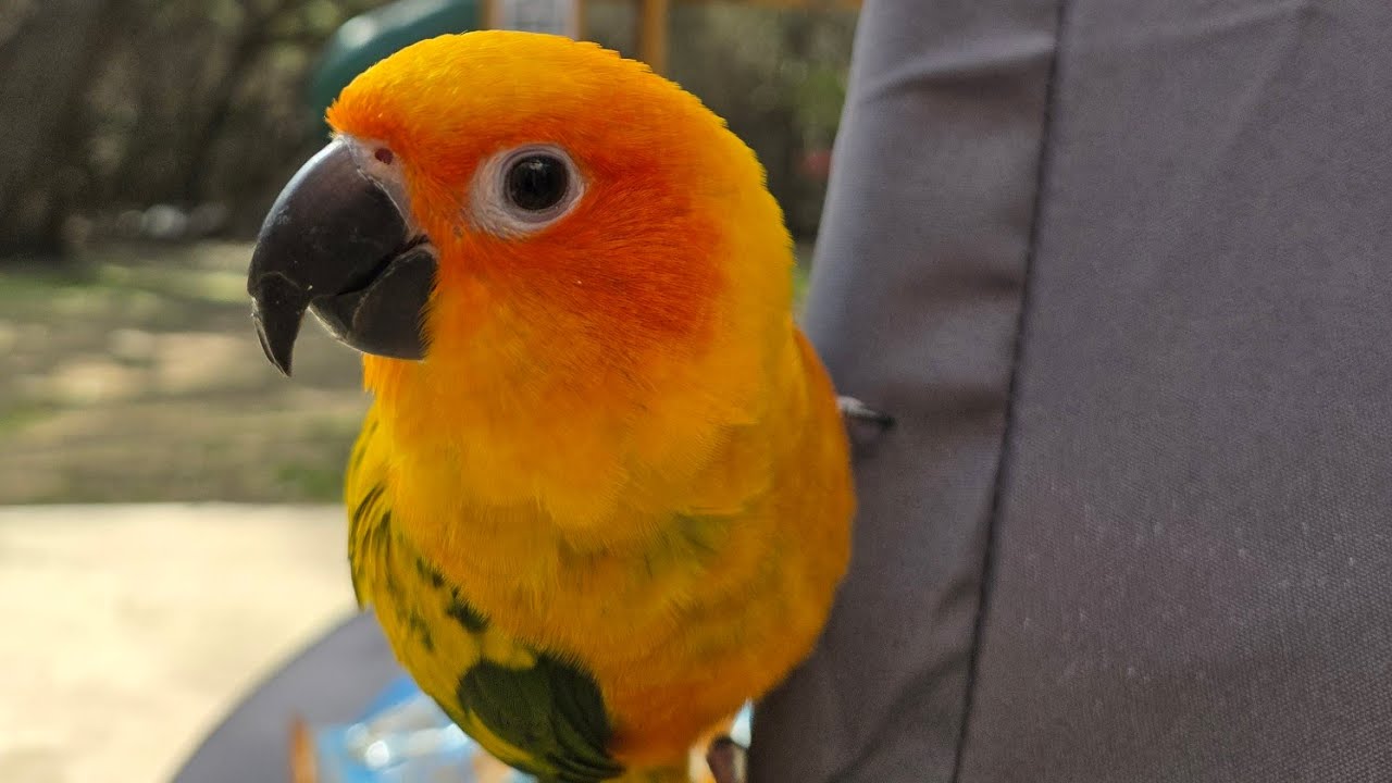 Jack and Caesar are LIVE! Some info on our birds and birds in general ...