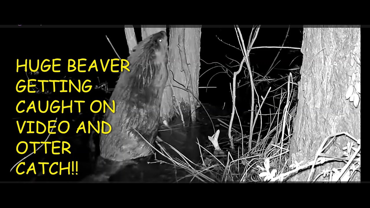 Beaver And Otter Trapping!!! Must See Beaver Catch In Snare In Water ...