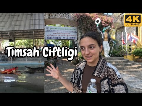 Tayland Timsah Ciftligi | Kaplan Sevdim | Timsah Besleyebiyorsunuz
