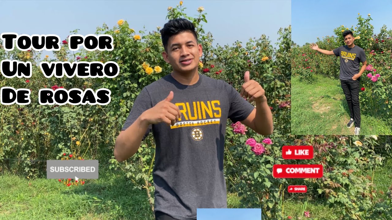 Tour por un vivero de Rosas/ como reproducir rosas/ vivero Génesis/como ...