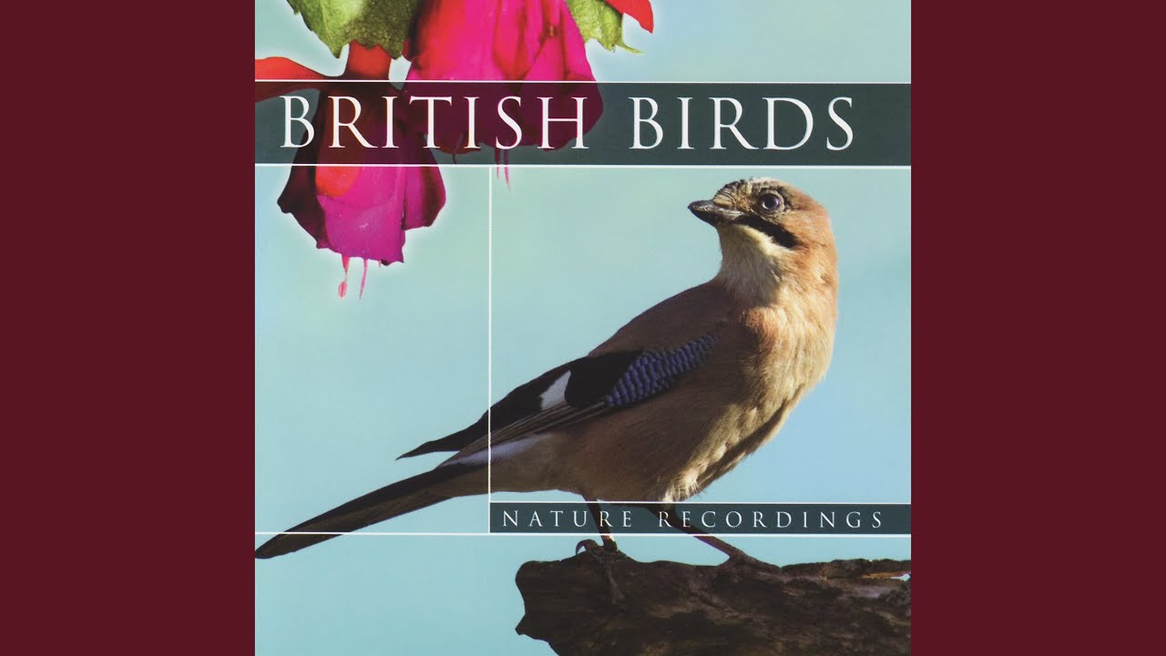 British Birds - Rook Bird Sounds (Nature Sounds) - YouTube