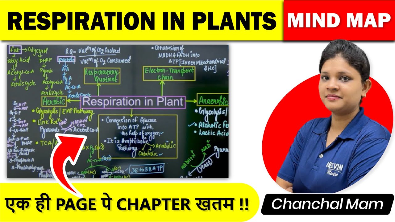 Respiration in Plants Class 11 NEET Biology Mind Maps For NEET 2023 ...