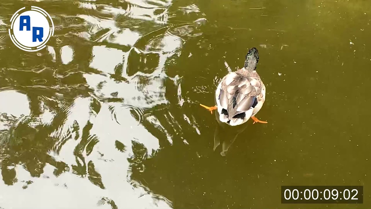 Ducks Diving ~ Animation Reference - YouTube