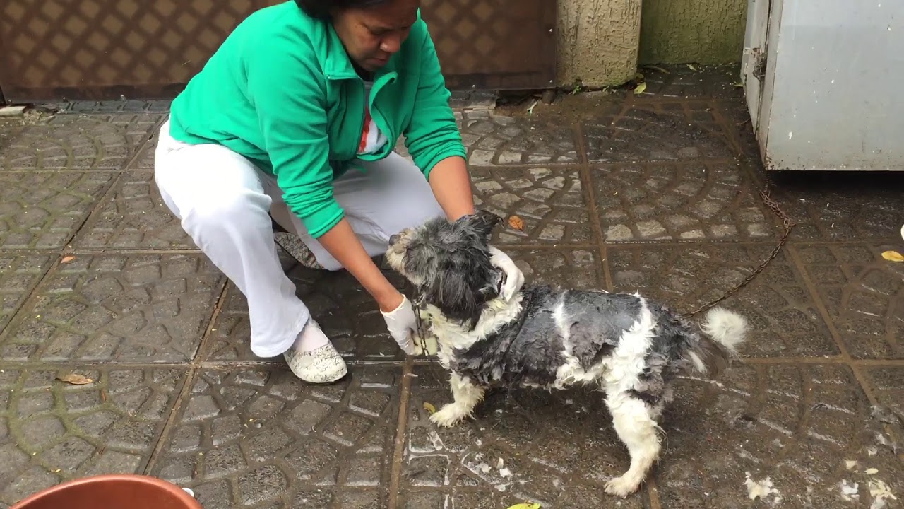 Giakki lovely dog #ethiopia#😄💚💛 ️ - YouTube