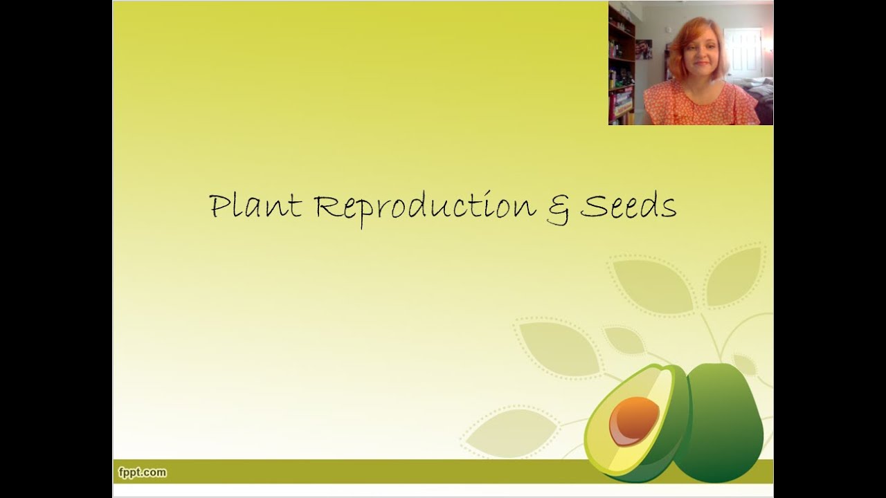 Plant Reproduction - seeds & spores - YouTube