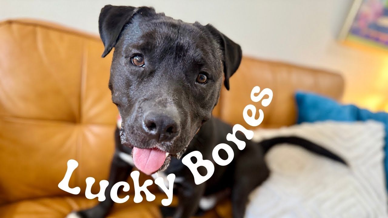 Lucky Bones is ready to come home - YouTube