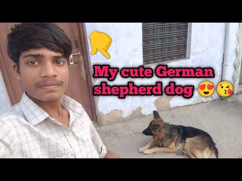 My cute German Shepherd dog😍😘/ Most welcome back to my new Vlog🥰💐💞# ...