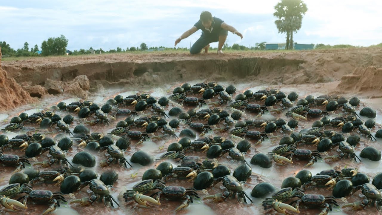 Top Collect videos! After the rain , A lots of snails at rice fields ...