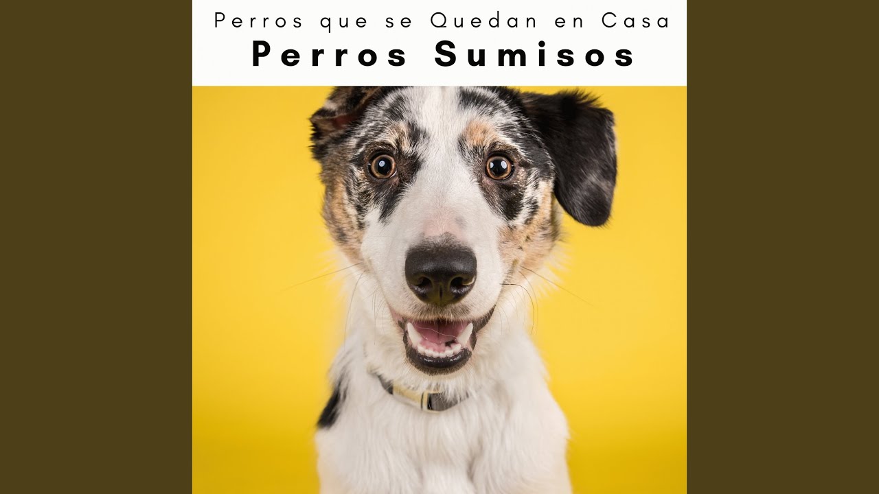Perro Sumiso en Casa - YouTube
